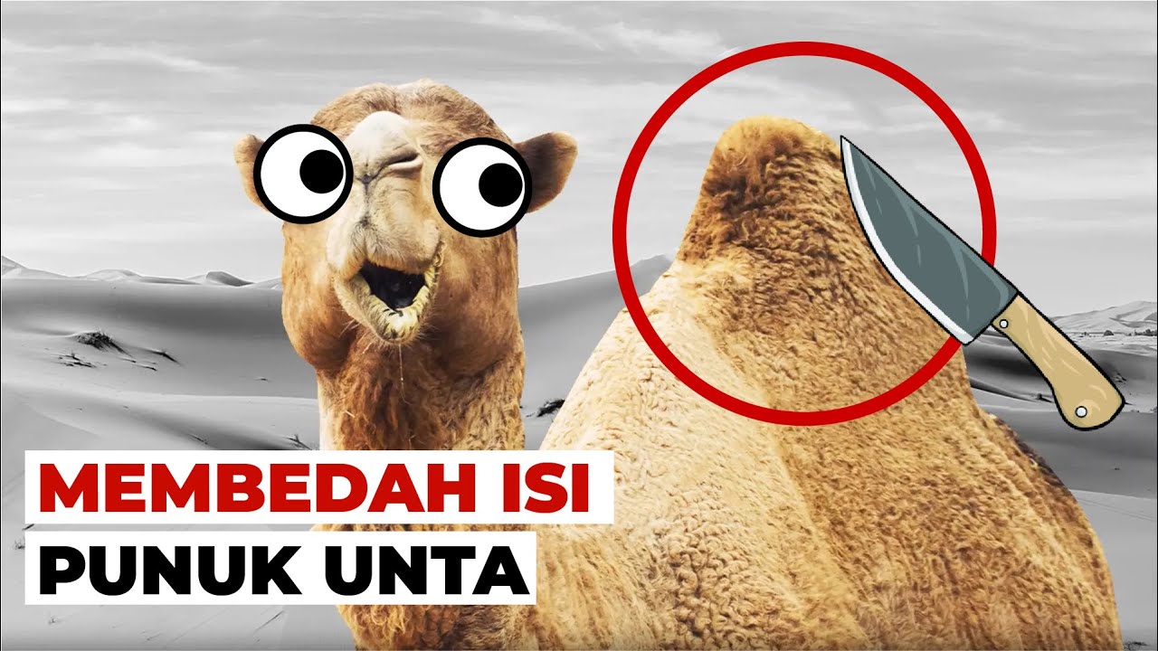 Isi Punuk Unta dan Manfaatnya #temansains - YouTube