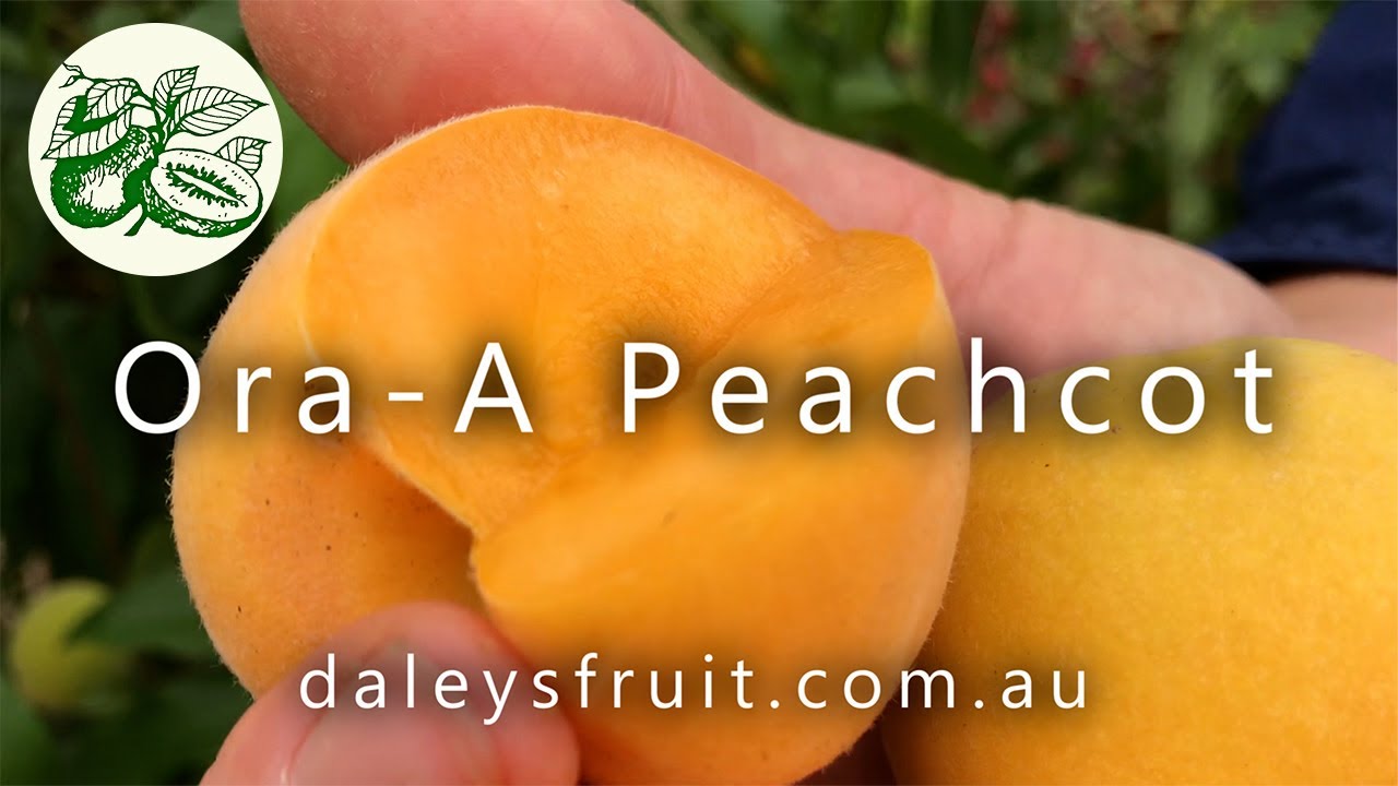 The Ora-A Peachcot is the perfect choice for anyone in a warm climate ...