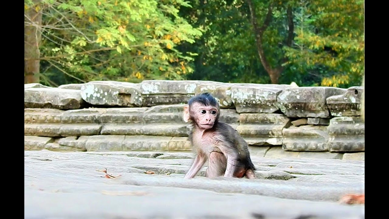 Million pity baby just born was left alone baby monkey Mia so scare ...