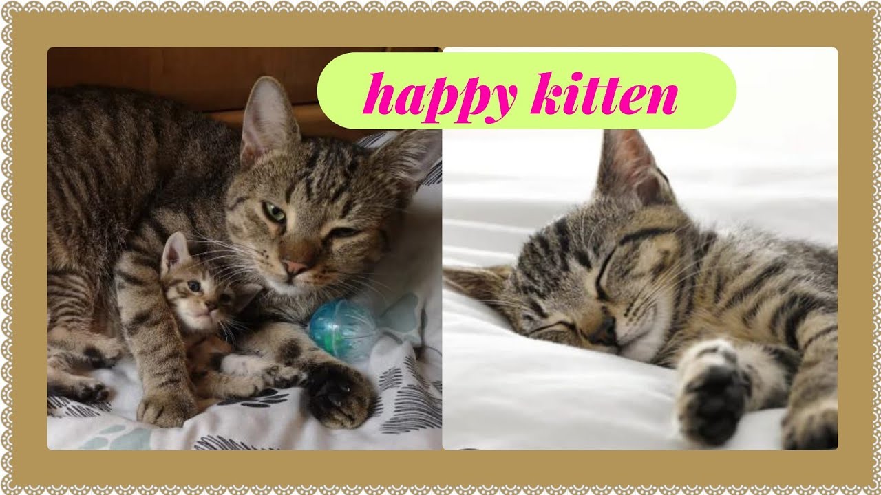 mom cat with her meowing kitten |cute cat videos#catlover #viralvideo ...