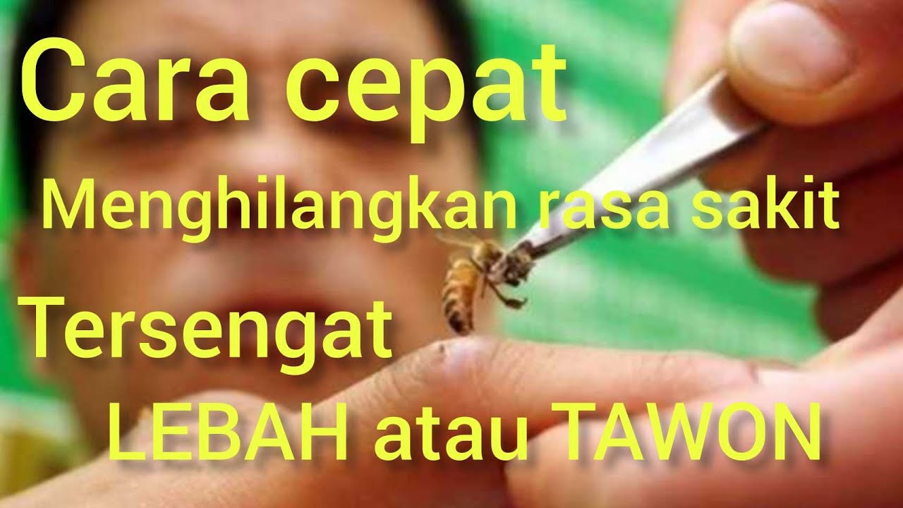 Obat disengat lebah - YouTube