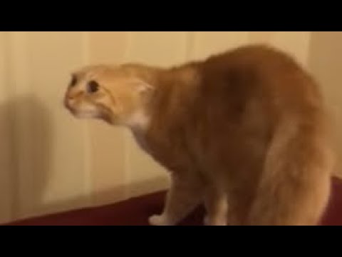 floppa home (RAF home ending) - YouTube