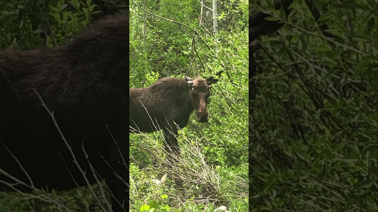 Moose sighting across from Solitude - YouTube