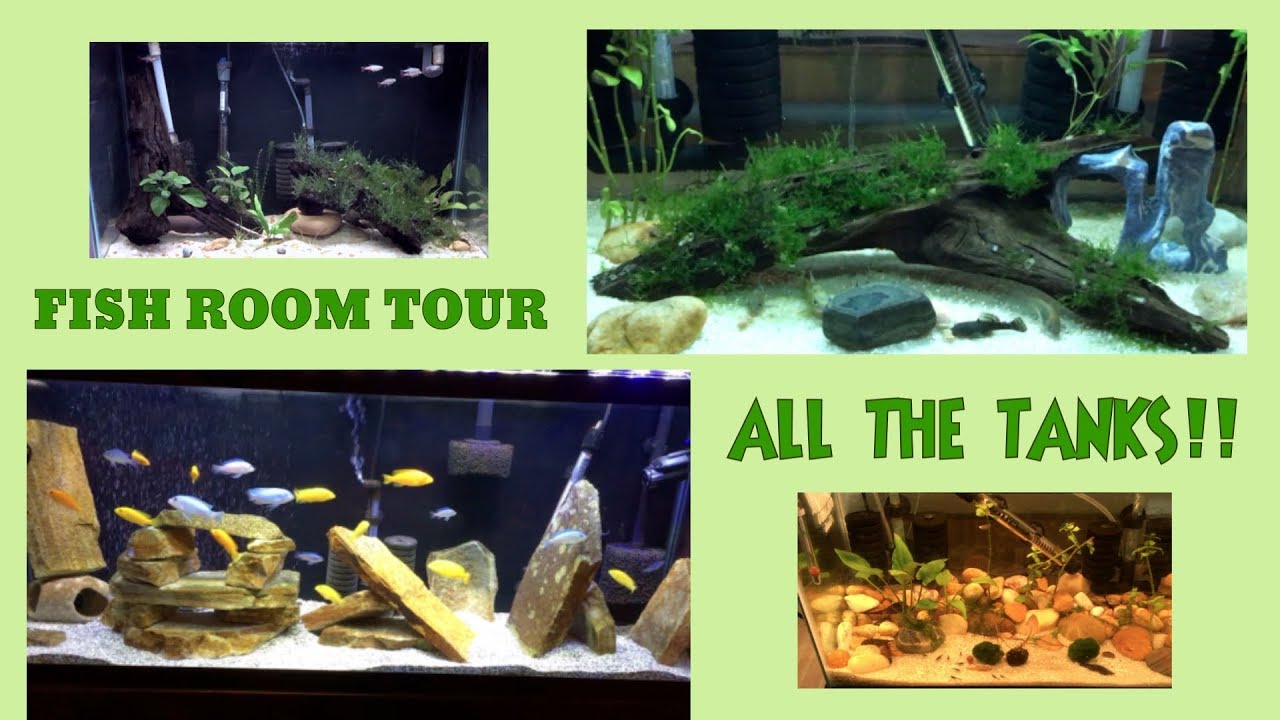 My First Ever Fish Room Tour 2018 - Garage Aquariums - YouTube