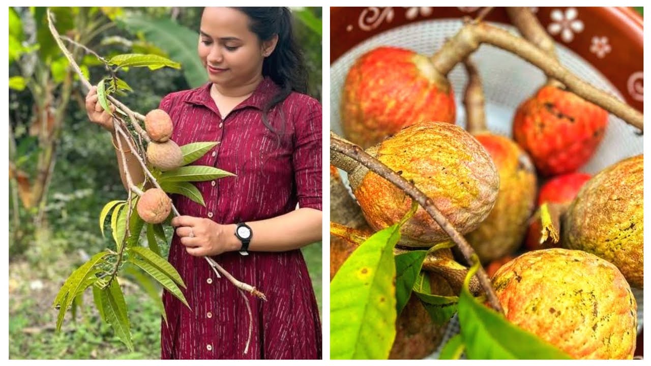 ഷേക്ക് ആയാൽ ആത്ത ഷേക്ക് 👌😋|Custard Apple shake | Sitha phal| Sugar ...