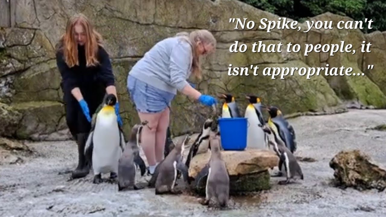 Penguin Talk - Spike gets flirty and Frank throws fish - YouTube