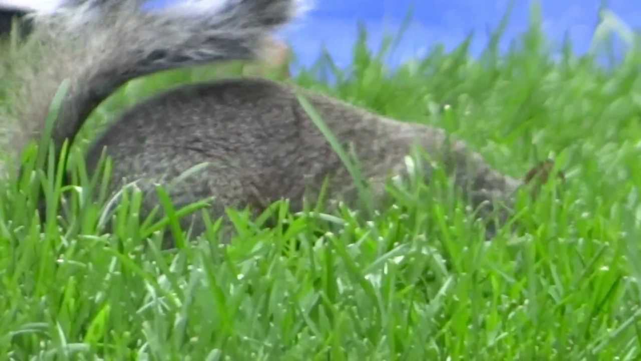 Eastern gray squirrel hoarding his nuts...ummm - YouTube
