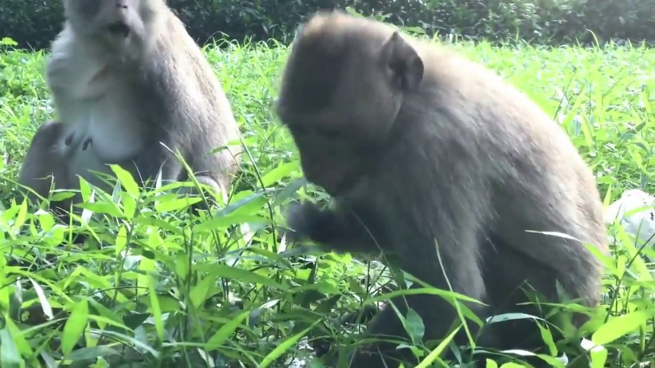 Amazing Monkey Meeting Beautiful Girls Near Bayon Temple - YouTube