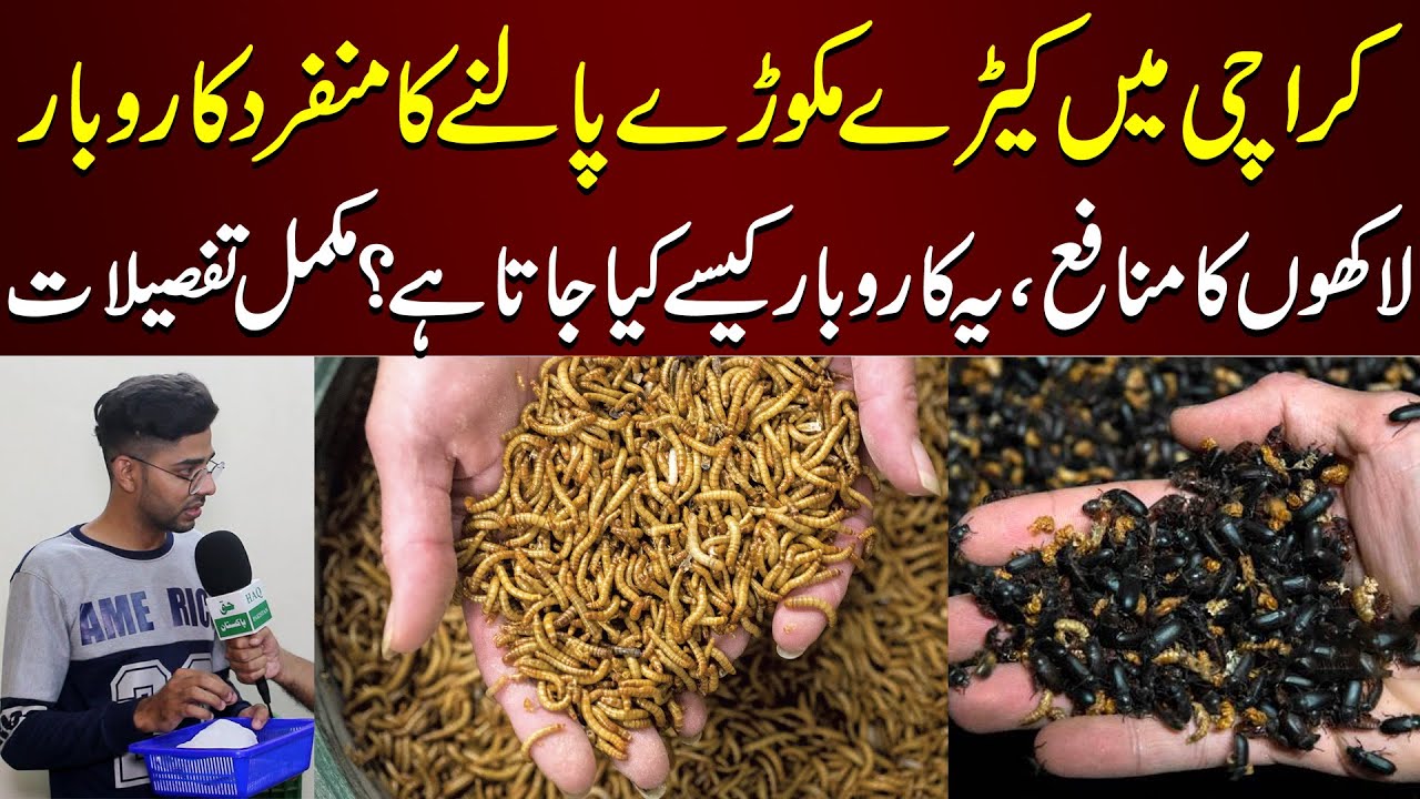 Karachi mein keeray makoray paalne ka munfarid kaarobar | Insects ...