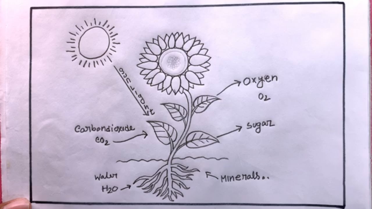 How To Draw Photosynthesis Easy - YouTube