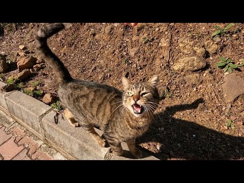 Lucy the cat answers me with its cute meow - YouTube