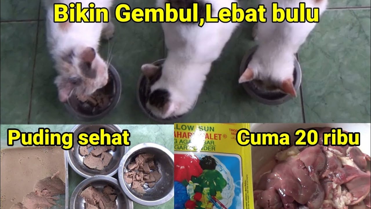 Puding ati ayam sederhana | Membuat kucing doyan makan dan lekas gembul ...