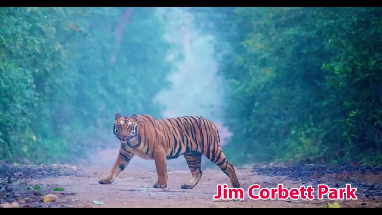 Jim Corbett Park Ramnagar - YouTube