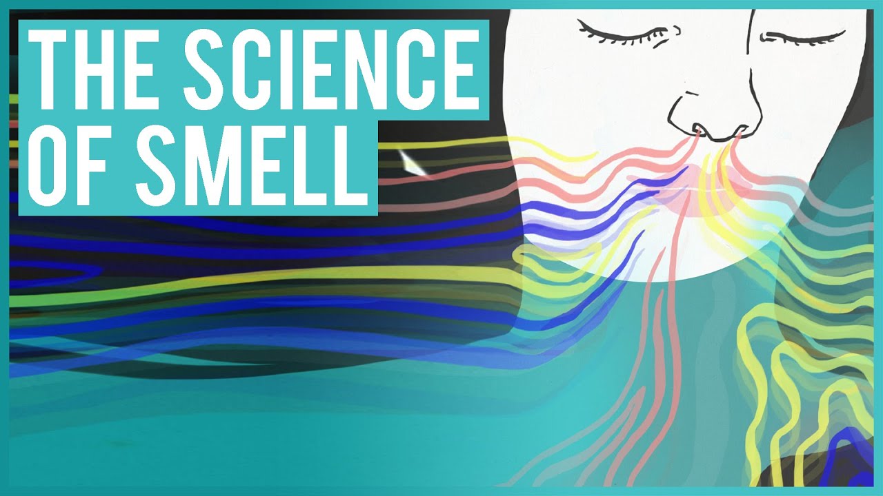 The Science Of How Smells Work - Harold McGee | Modern Wisdom Podcast ...