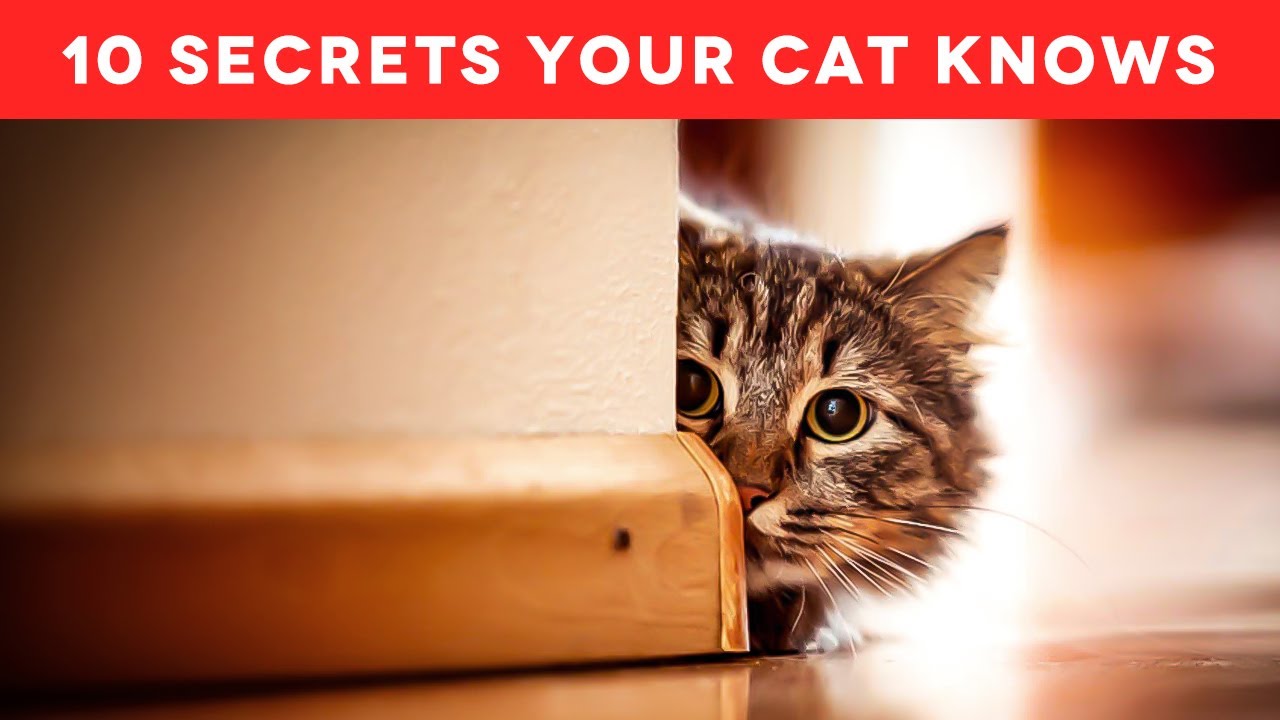The Secrets Your Cat Knows About You I - YouTube