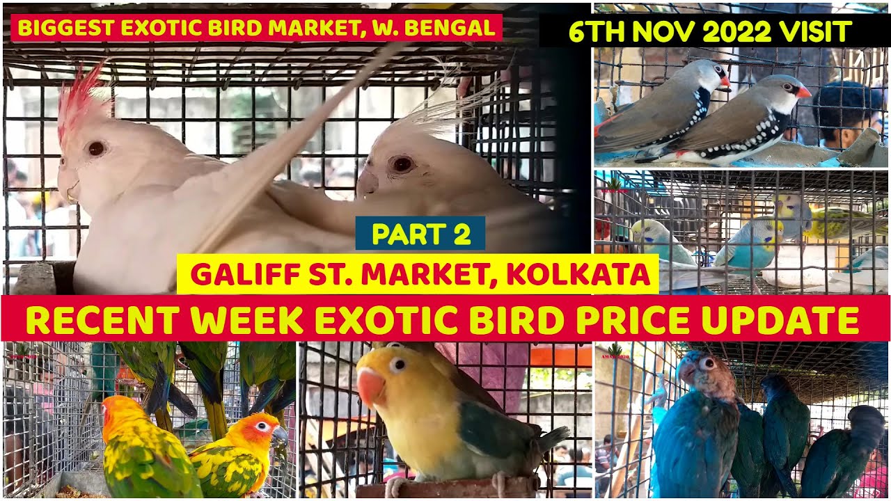 This Week Exotic Bird Price Update | Galiff Street Biggest Bird Market ...