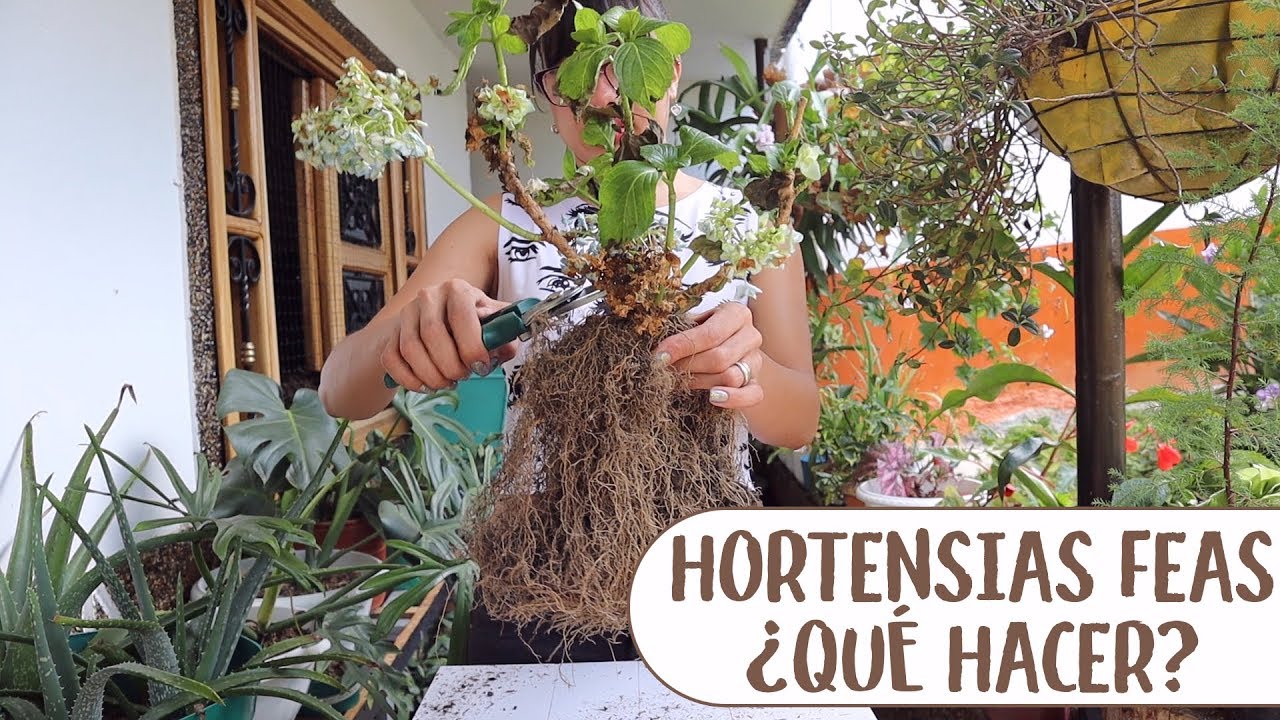 Cómo recuperar hortensias│Candy Bu - YouTube