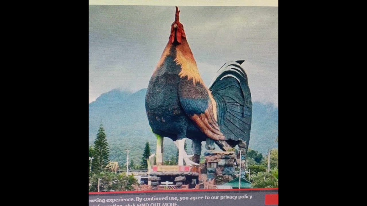 Manok ni Cano Gwapo Crowned in Guinness World Record in Campuestohan ...