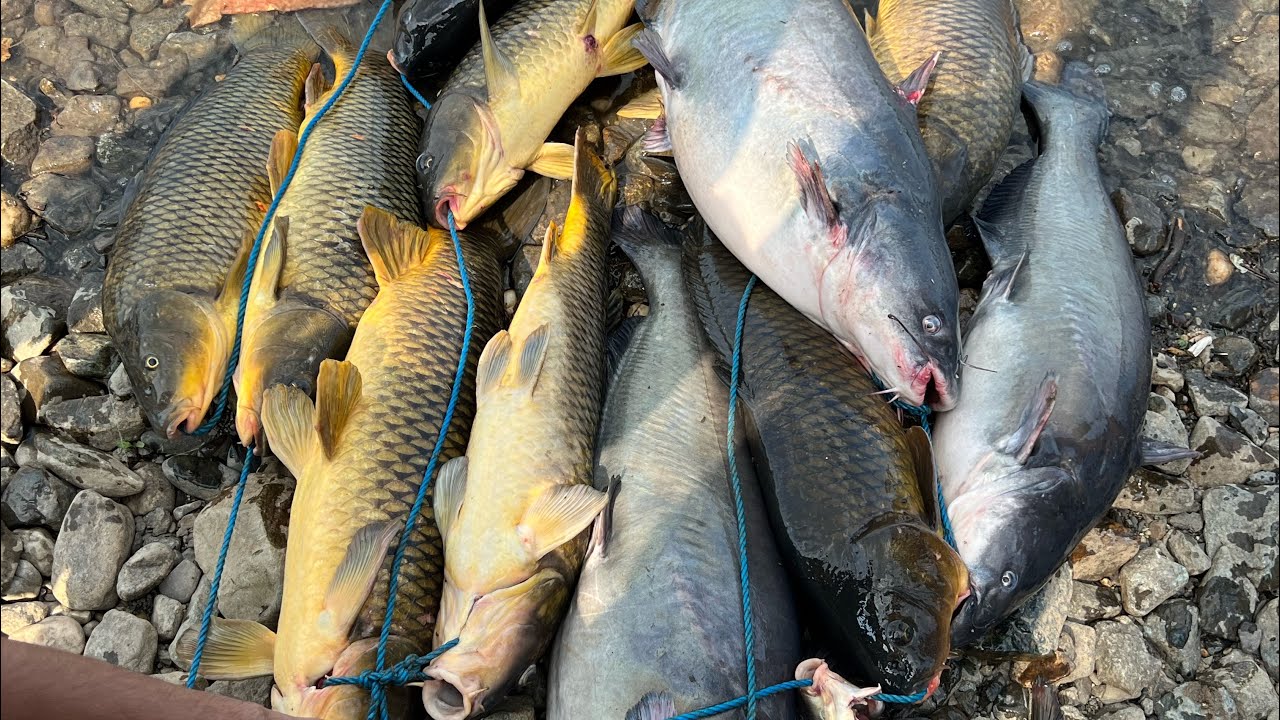 Carp Fishing Conowingo Dam,Maryland. - YouTube