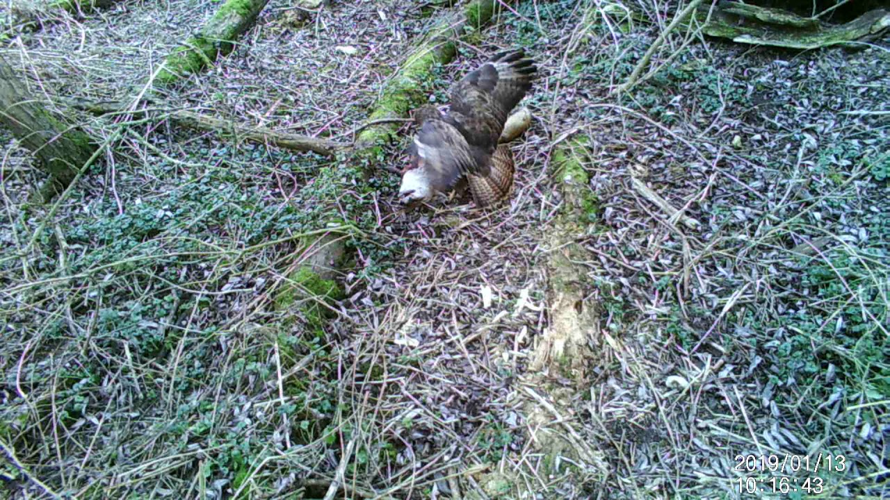 Buzzard eating fox roadkill from RTA trail cam 2 - YouTube