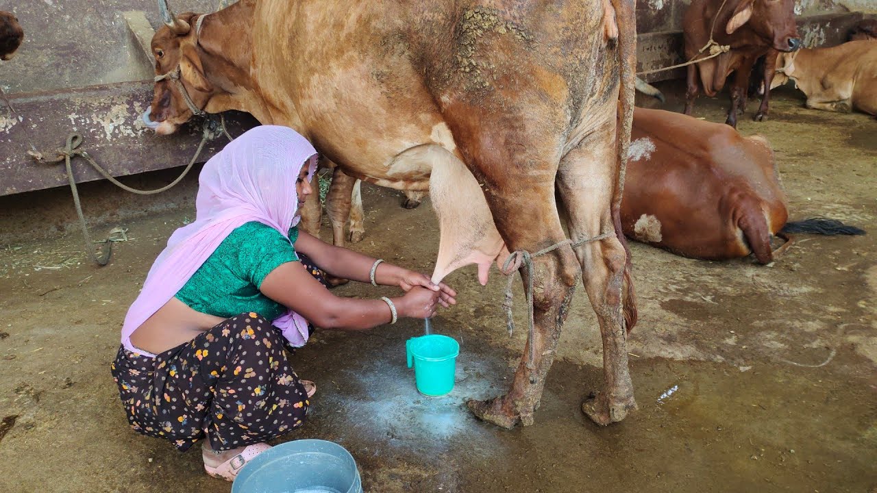 women milking cow on a dairy farm - YouTube