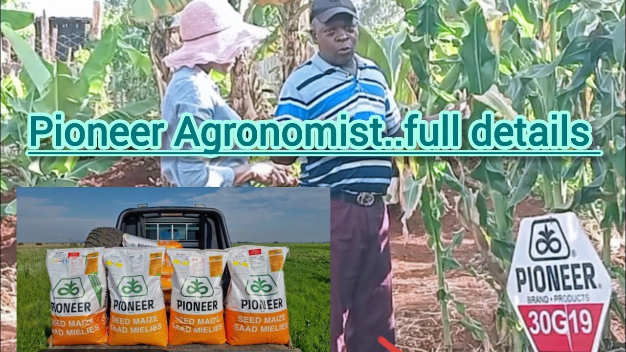 Pioneer seeds company Agronomist.The Varieties seeds Where?and why? to ...