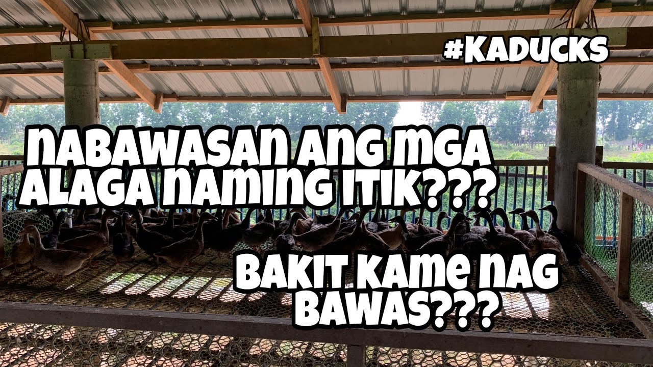 EP71 - BAKIT KAME NAGBABAWAS NG MGA ALAGANG ITIK DUCK FARMING #kaducks ...