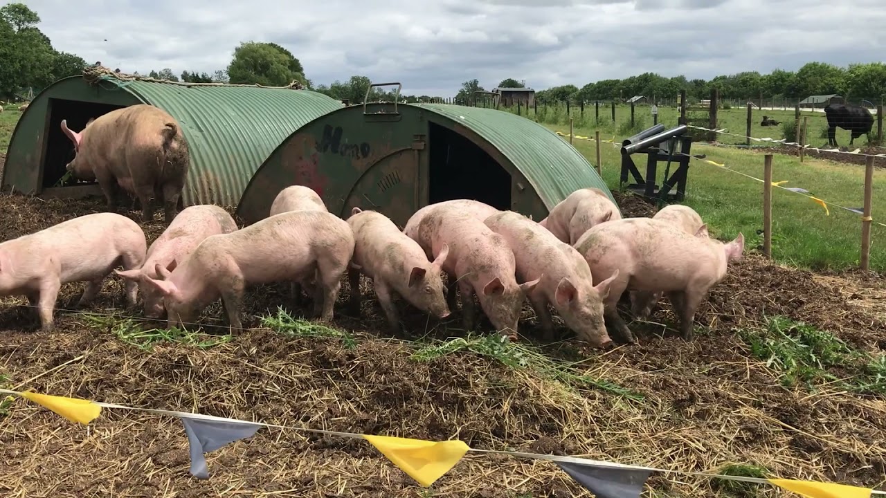 Pigs, pigs, pigs July 2021 - YouTube