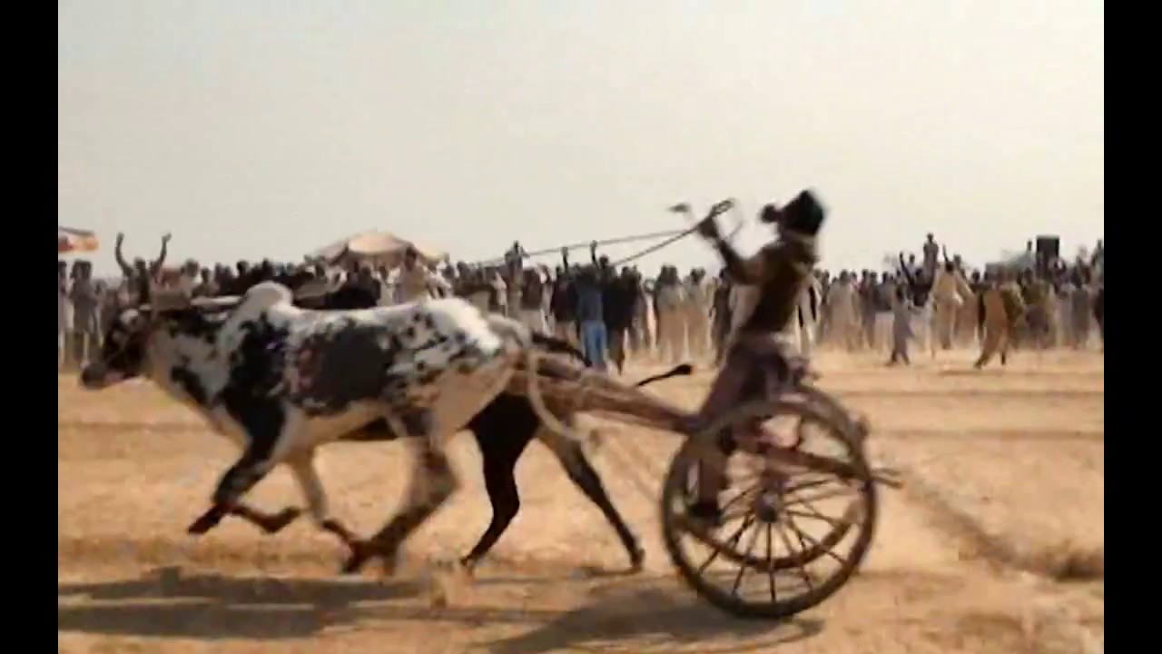 BAIL GADI RACE 45 👍 BAIL DORH 👍BULL RACE Full Video - YouTube