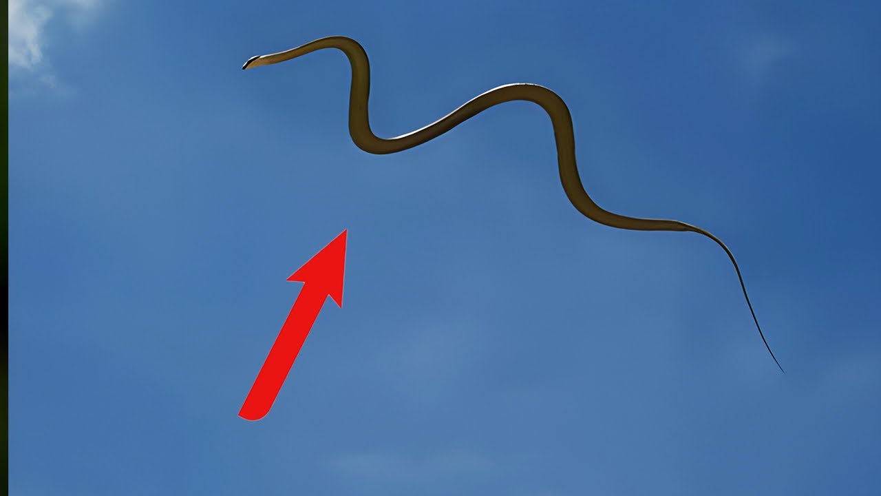 "This Snake Can Fly! | The Secret of the Paradise Flying Snake" - YouTube