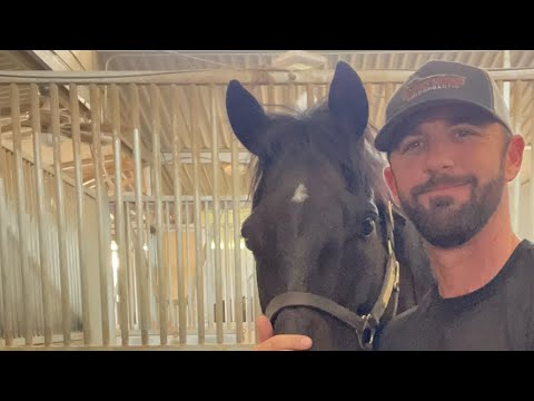 Sport Horse Chiropractic, Dr. Mike Adney is going live! - YouTube