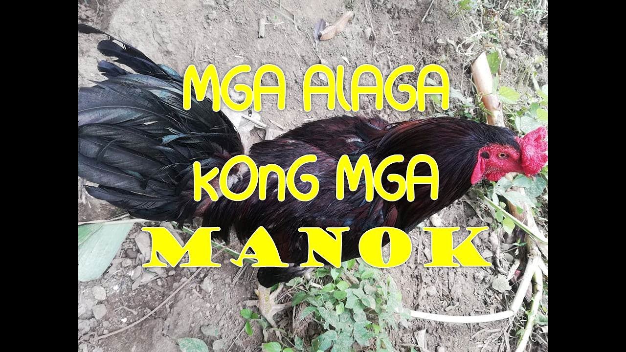 ThaI Dragon|Asil|Shamo|Native Chicken - YouTube