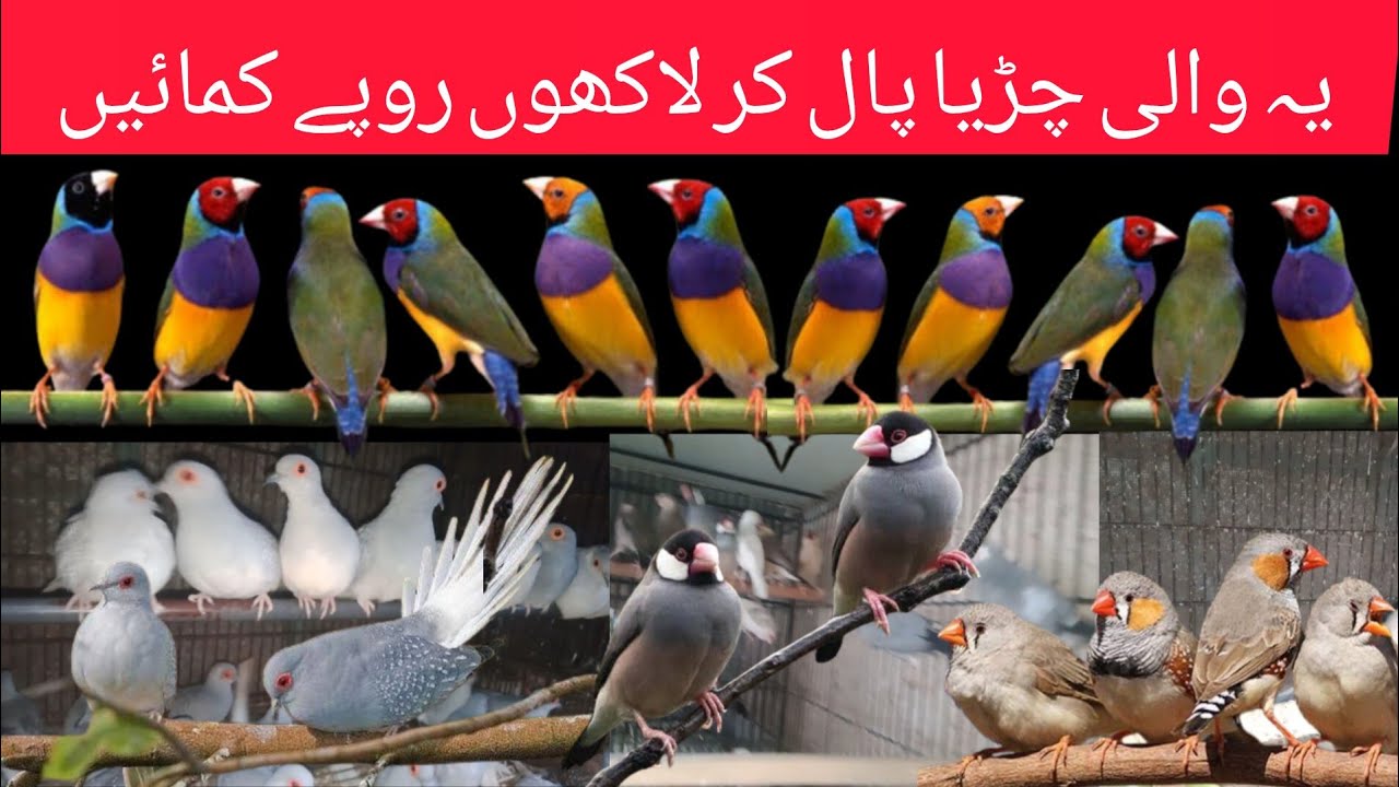 Golden Finch Chaina Dave Java Sparrow Java Finch #gujratpetsbirdsinfo # ...