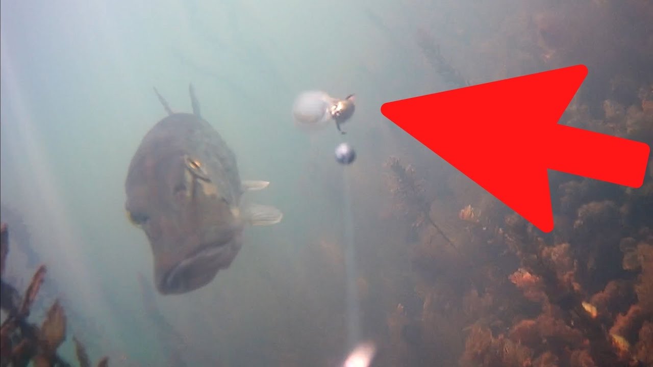 THESE FISH KEPT BITING THE CAMERA! (Underwater Strikes) - YouTube