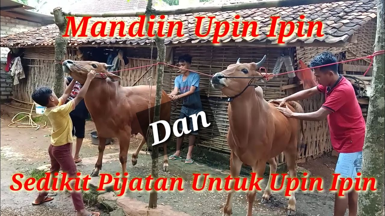 Kerapan Sapi//Mandiin Upin Ipin - YouTube