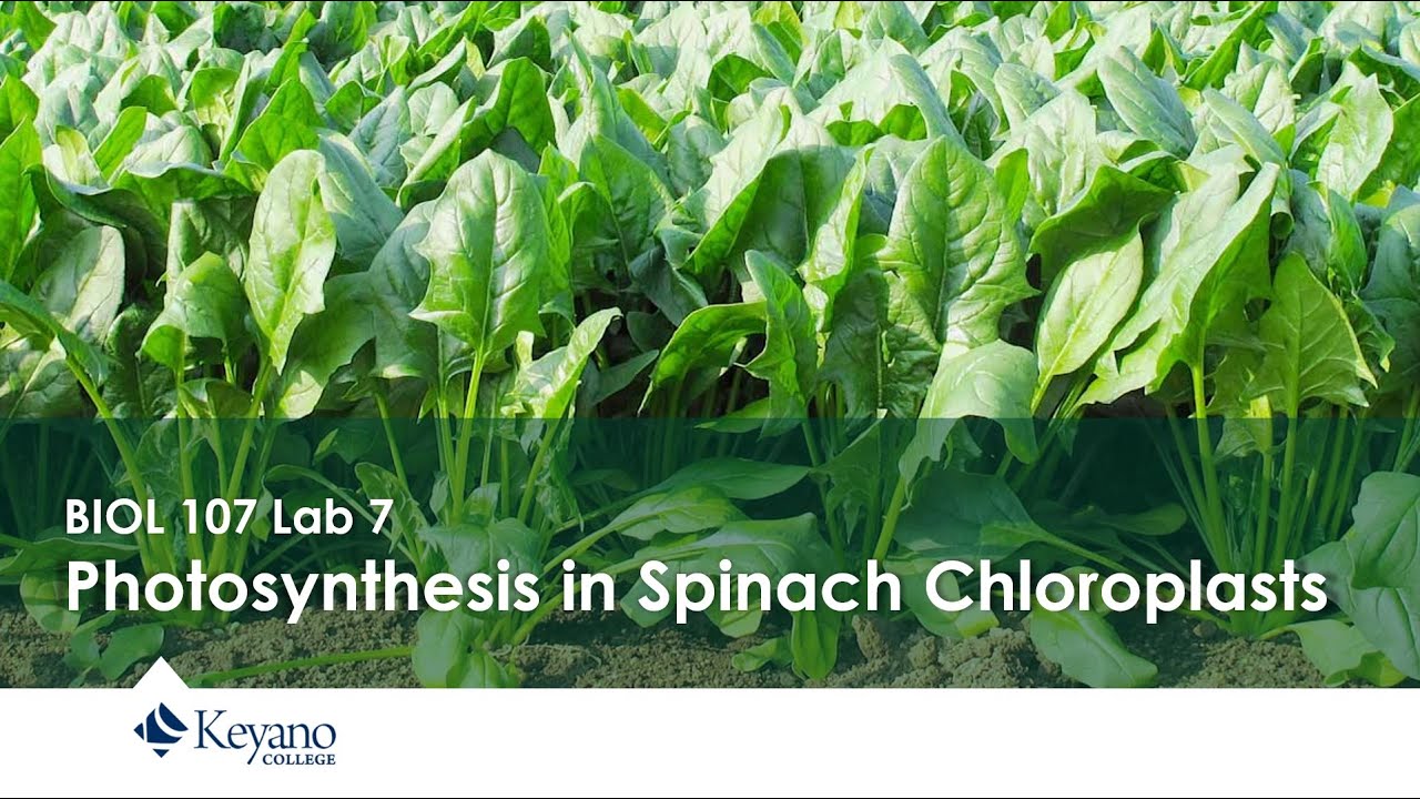 BIOL 107 Lab 7 - Photosynthesis in Spinach Chloroplasts (March 11, 2021 ...