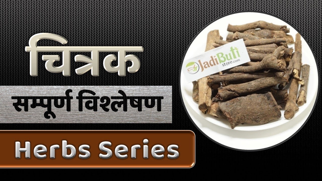 Chitrak (Chita) Ke fayde | Plumbago zeylanica| Ceylon leadwort in hindi ...