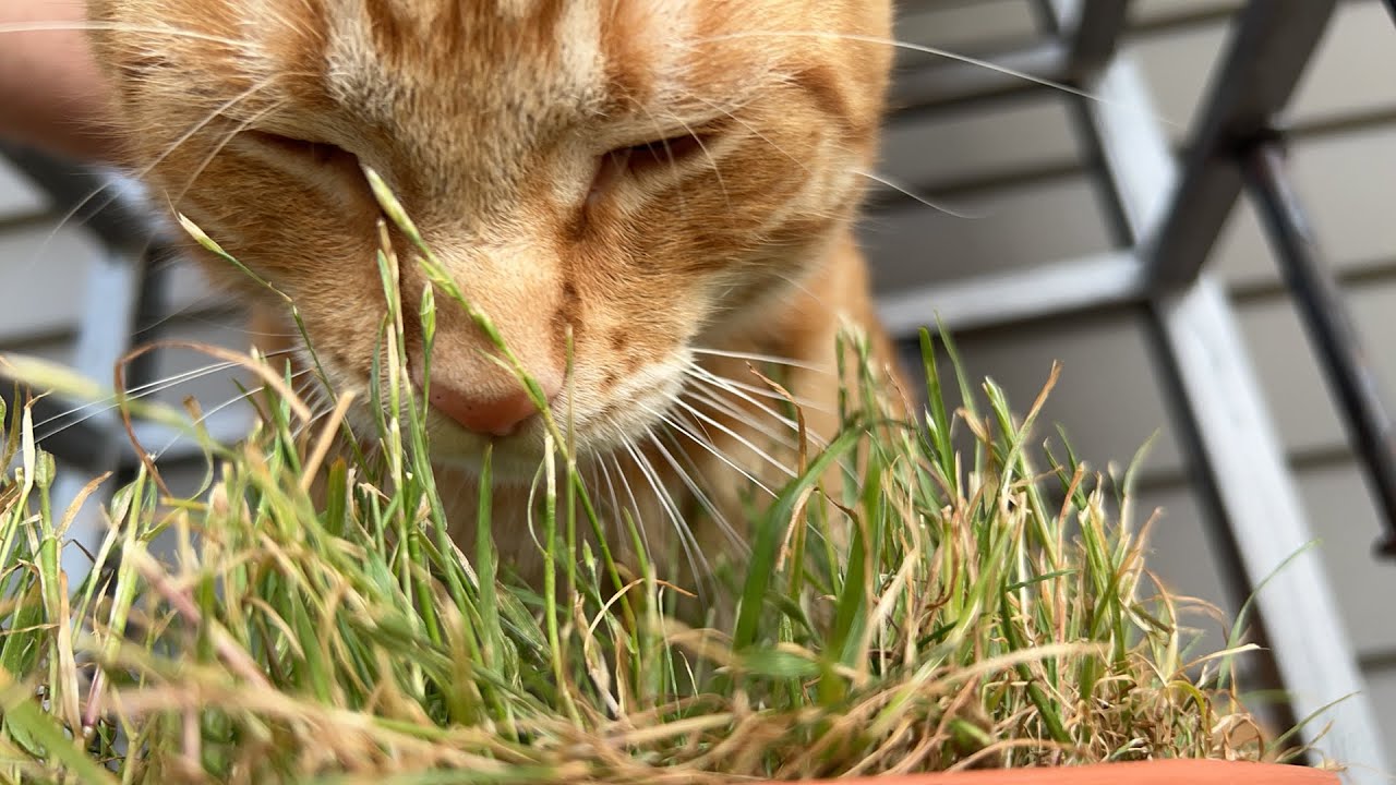 Noah The Cat - YouTube