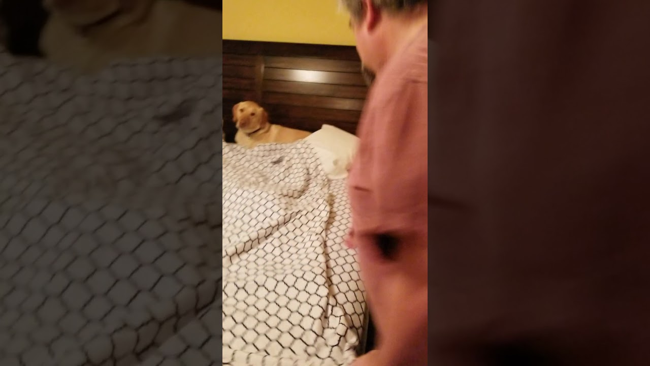 How To Change sheets With A Labrador YouTube How To Change sheets With A Labrador YouTube