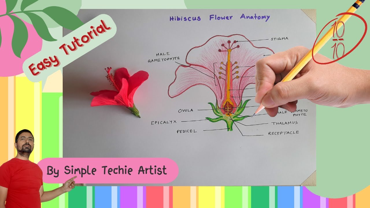 Drawing Hibiscus Flower Anatomy L.S. : Step-by-Step Tutorial - YouTube