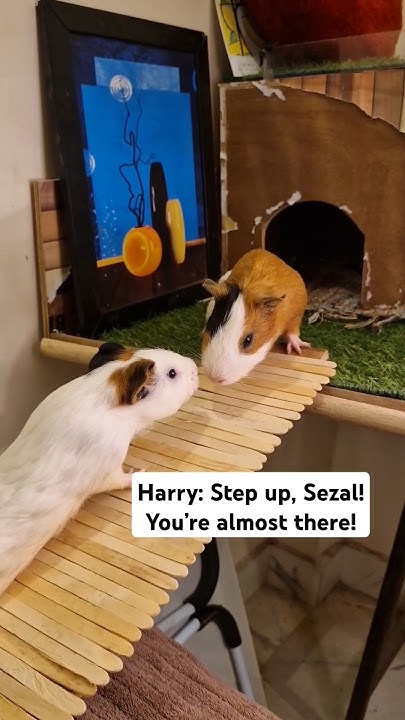 Harry Helps Sezal Climb Stairs 🐹 ️ | Cutest Guinea Pig Moment Ever! # ...