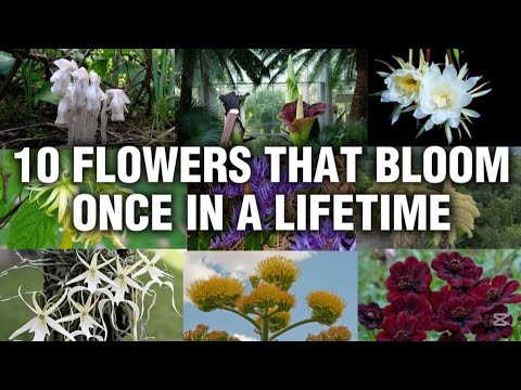 10 FLOWERS THAT BLOOM ONCE IN A LIFETIME! #flowers #rareflowers # ...