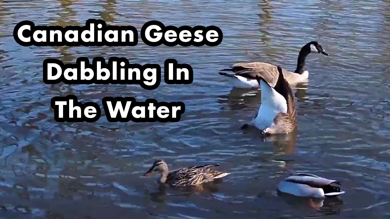 Canada Geese Dabbling and Diving In The Water - Bird Calls and Sounds ...