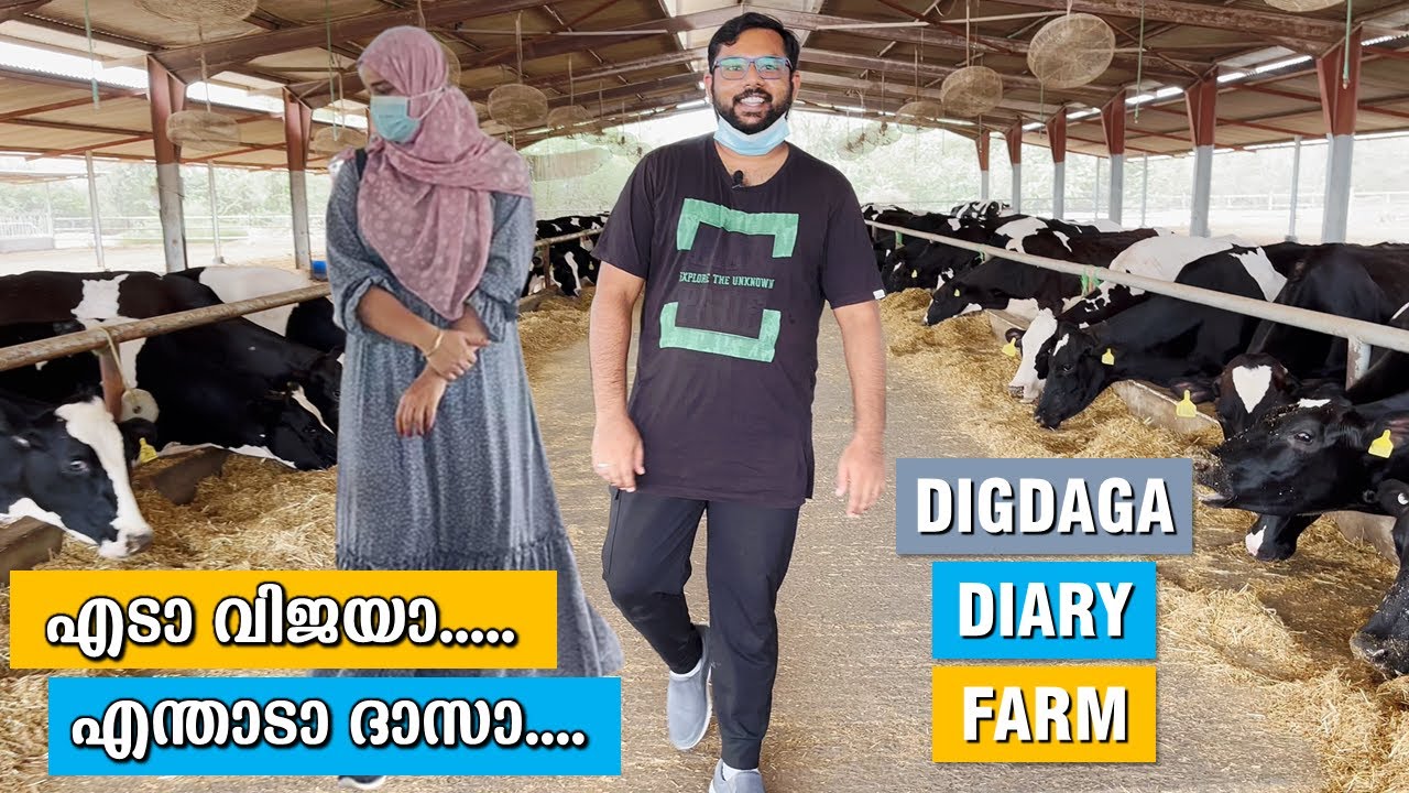 Free Visit to Digdaga Diary Farm - Ras Al Khaimah | Kaalikkoppa - YouTube