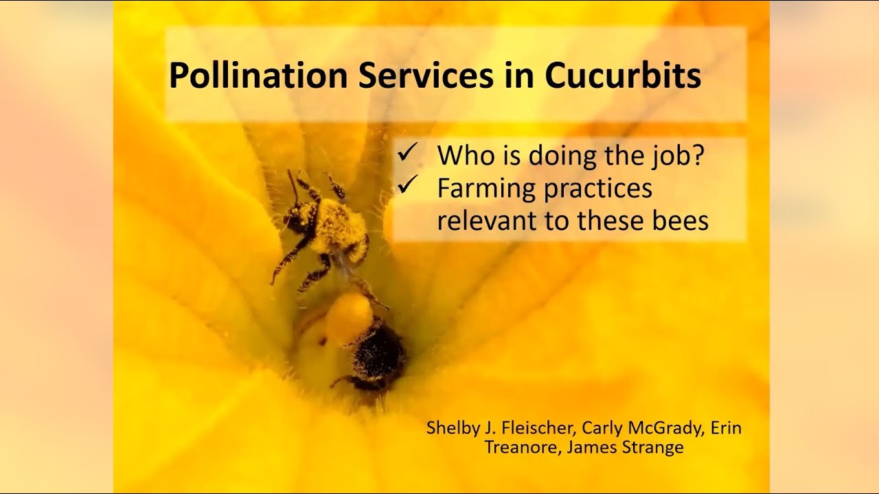Pollination Services in Cucurbits - YouTube