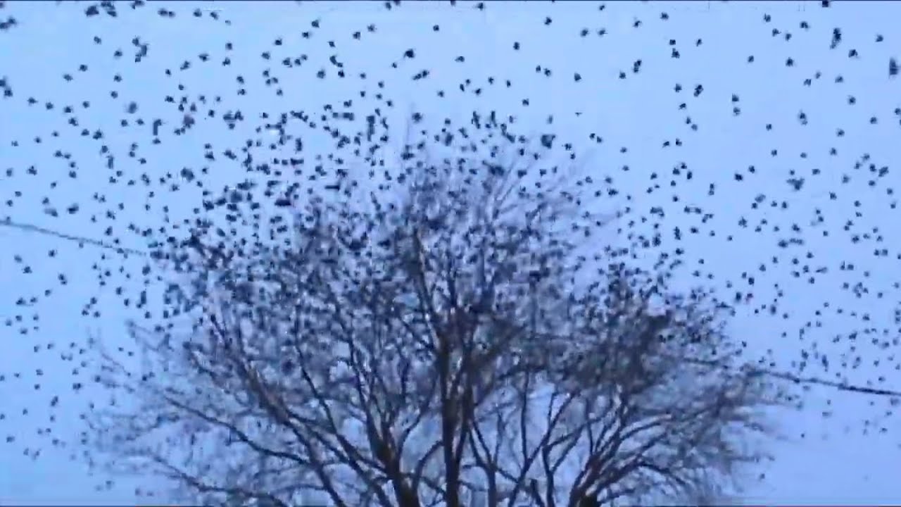 CRAZY BIRD INVASION - YouTube