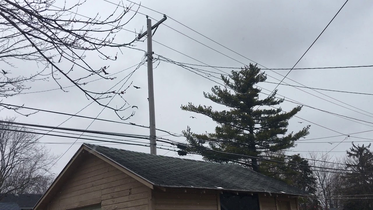 Startled Turkey Vultures - YouTube