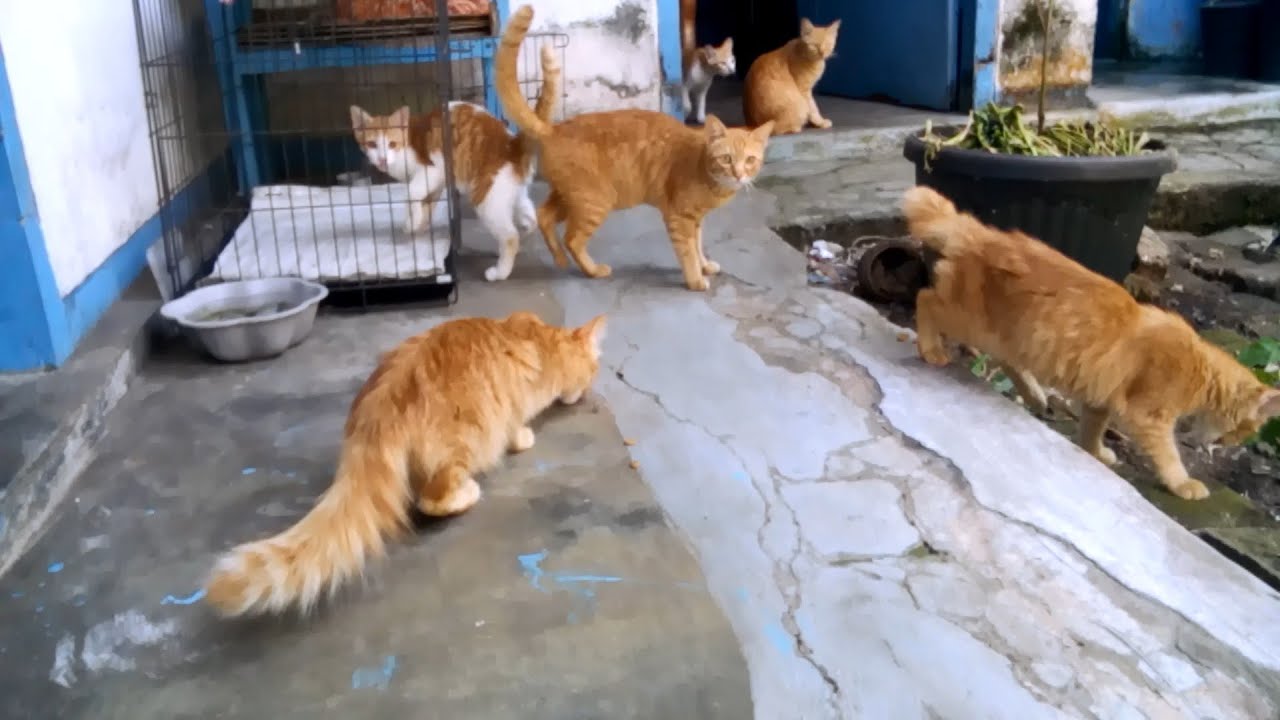 Funny Cat's Video: The Red Cat's Life - YouTube