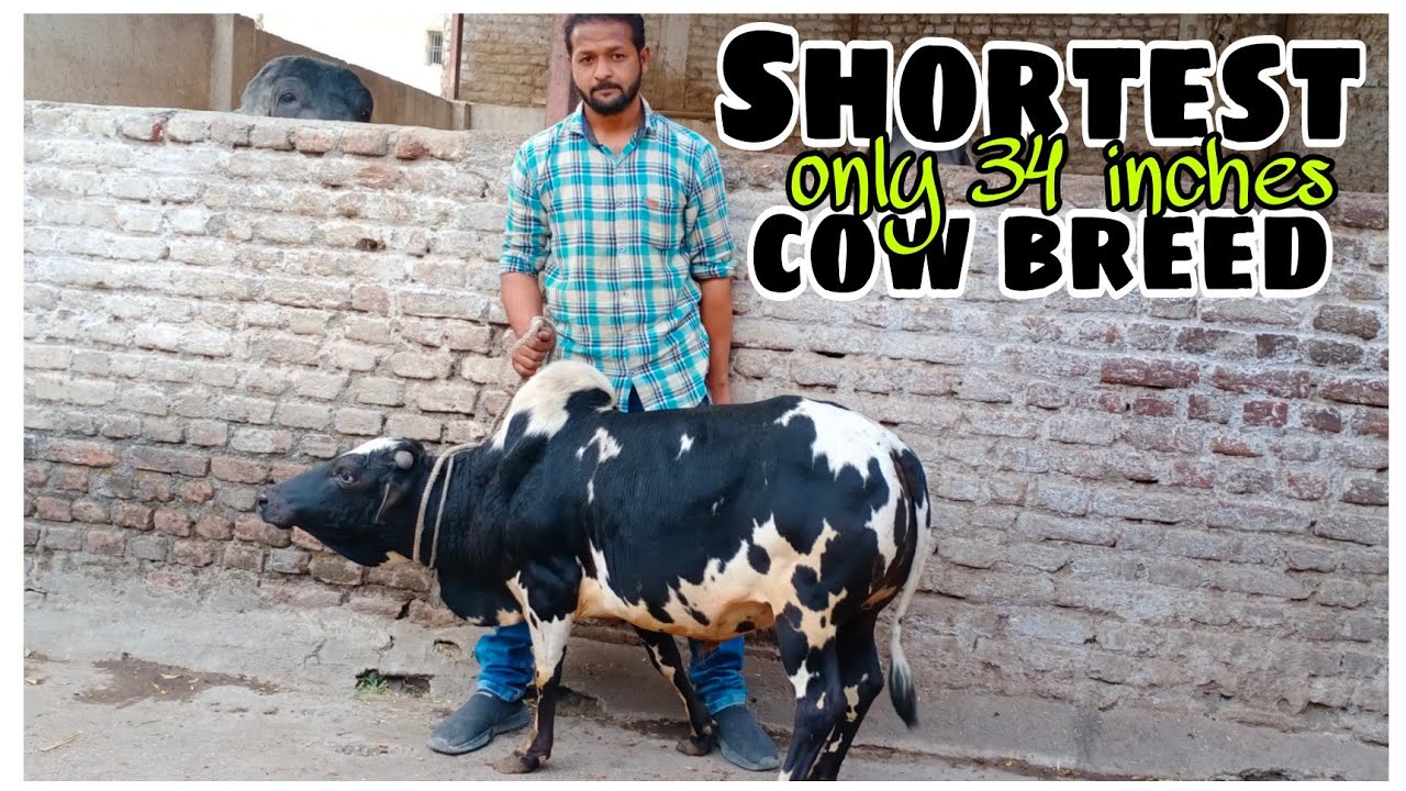 Shortest cow breed male and female at Aurangabad Maharashtra | only 34 ...