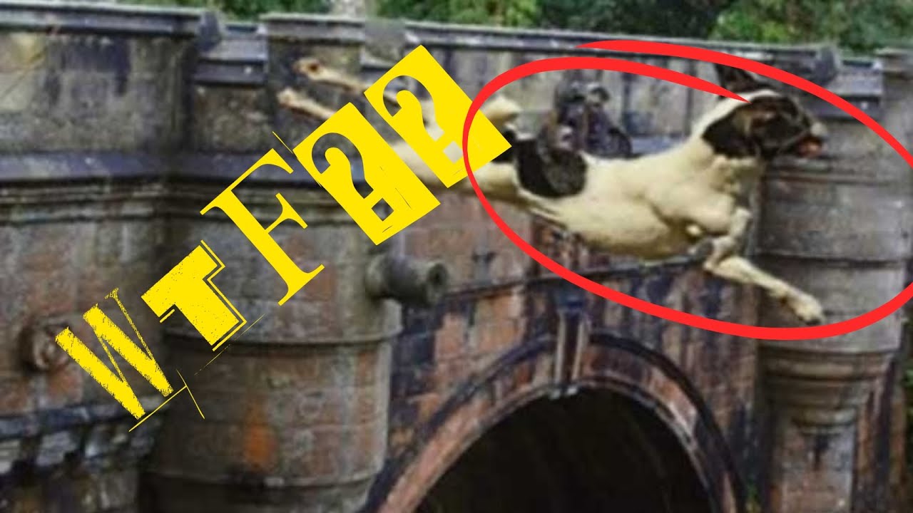OVERTOUN BRIDGE MYSTERY: THE UNEXPLAINED PHENOMENON OF DOG SUIC*DES ...
